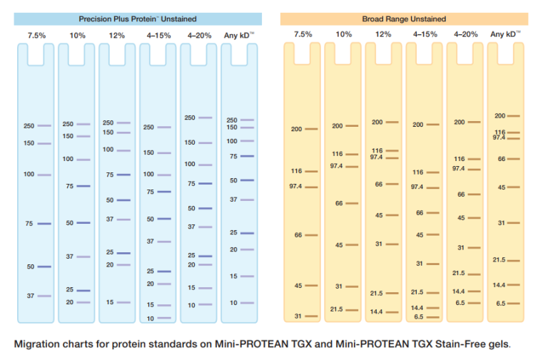 Mini-PROTEAN® TGX™ Precast Gels 預鑄膠片 – BIO-RAD台灣代理全系列產品 | 辰星生技morningstar